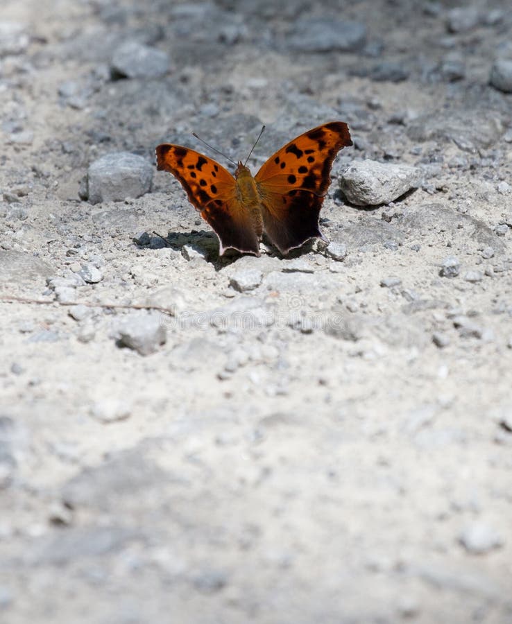 Insect Question Mark Stock Photos - Free & Royalty-Free Stock Photos ...