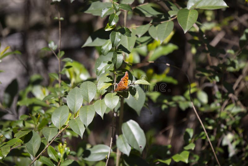 Insect Question Mark Stock Photos - Free & Royalty-Free Stock Photos ...