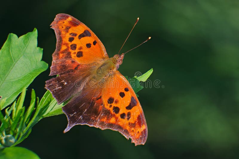 Insect Question Mark Stock Photos - Free & Royalty-Free Stock Photos ...