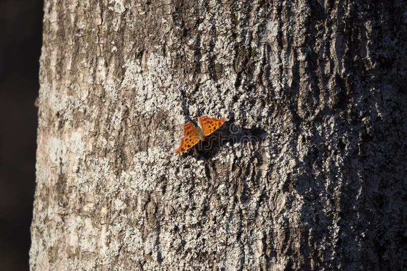 Insect Question Mark Stock Photos - Free & Royalty-Free Stock Photos ...