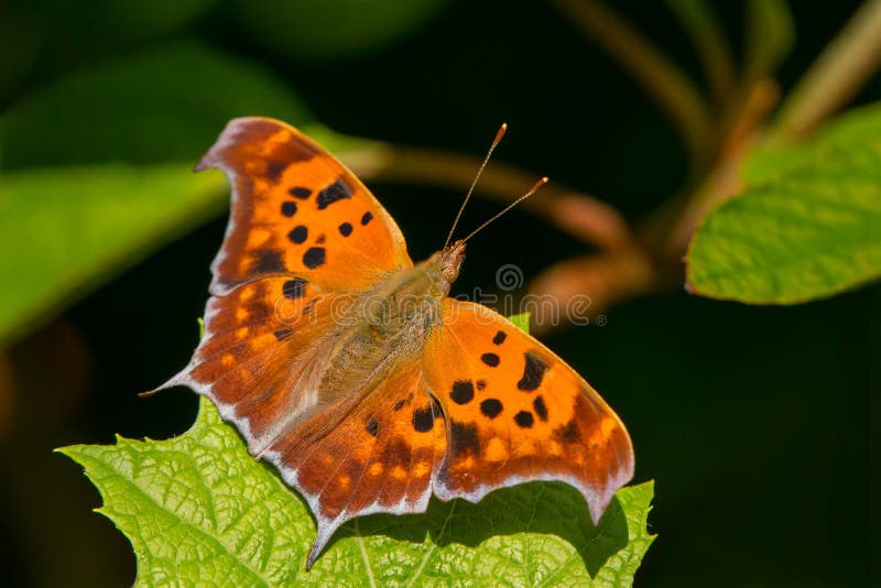 Question Mark Butterfly - Polygonia Interrogationis Stock Photo - Image ...