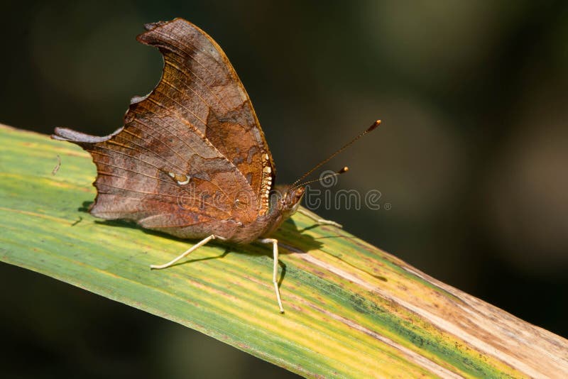 Question Mark Butterfly - Polygonia Interrogationis Stock Photo - Image ...