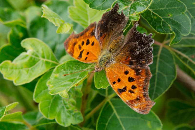 Question Mark Butterfly - Polygonia Interrogationis Stock Photo - Image ...