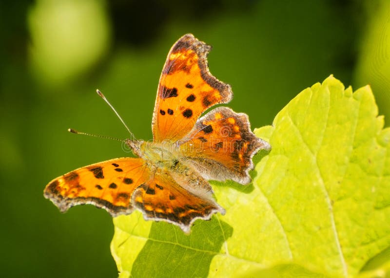 Insect Question Mark Stock Photos - Free & Royalty-Free Stock Photos ...