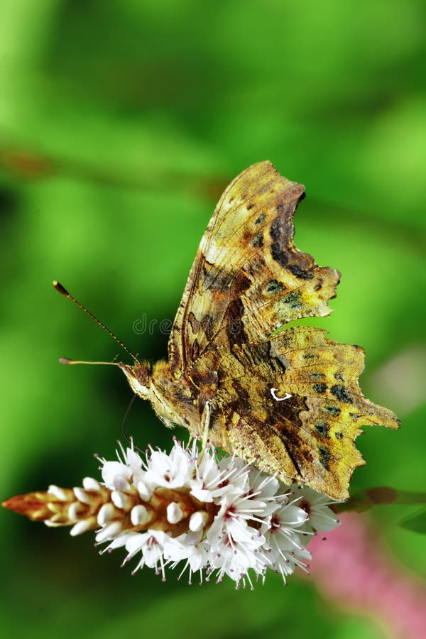Question Mark Butterfly, Polygonia Interrogationis Stock Image - Image ...