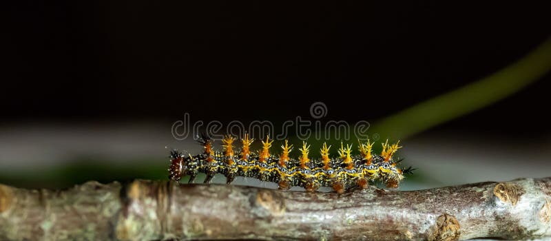 Question Mark Caterpillar Stock Photos - Free & Royalty-Free Stock ...