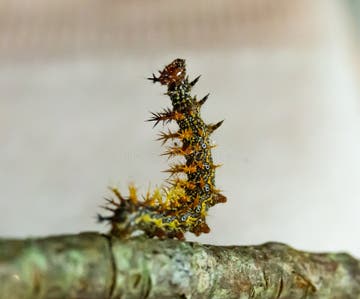 Caterpillar Question Mark Stock Photos - Free & Royalty-Free Stock ...