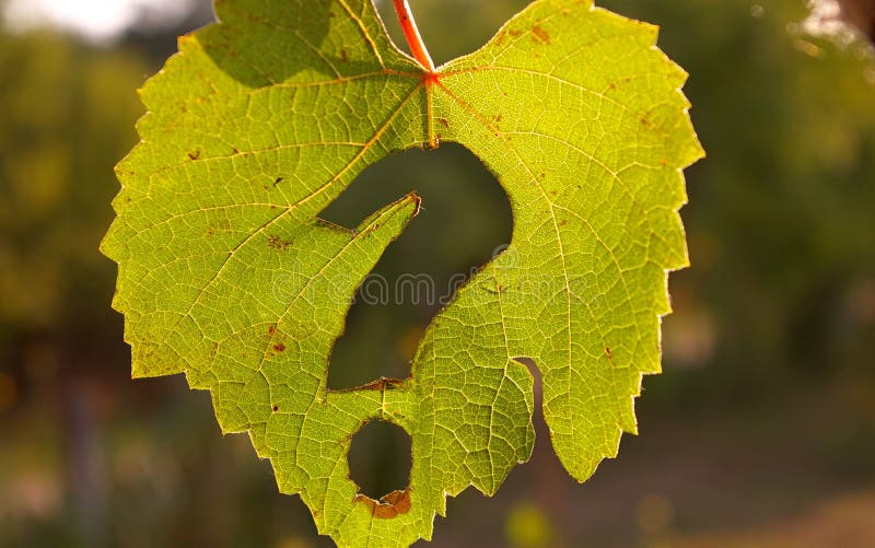Question Mark on a Green Vine Leaf. Interrogation Sign and Question ...