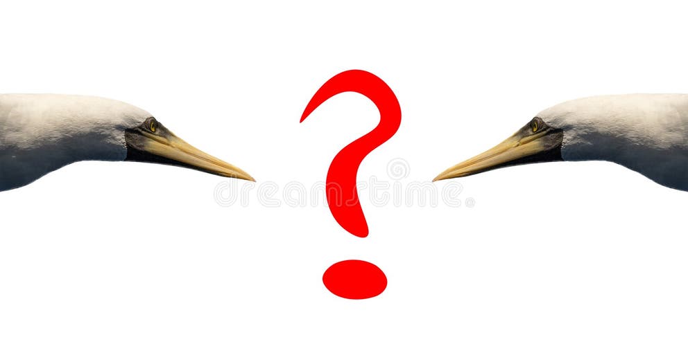 378 Animal Question Mark Stock Photos - Free & Royalty-Free Stock ...