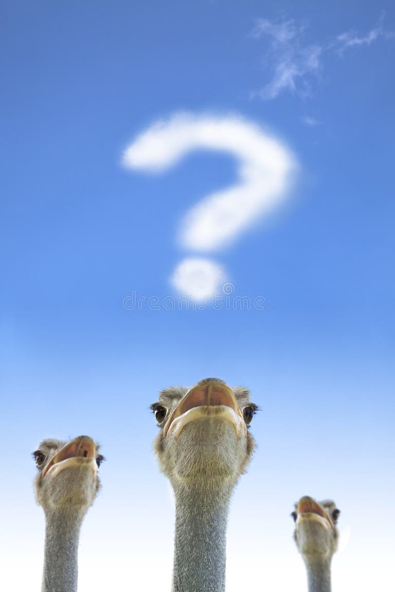 282 Animal Question Mark Stock Photos - Free & Royalty-Free Stock ...
