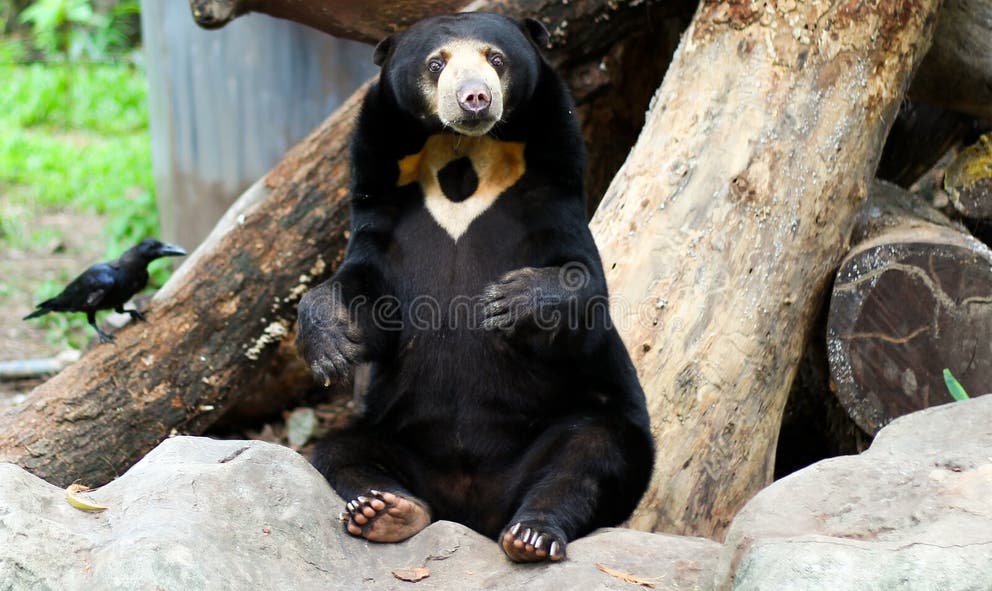 Questioning bear stock image. Image of bears, animal - 31844887