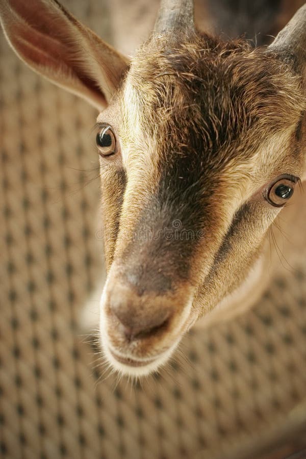 Questioning Goat stock photo. Image of goatee, brown, animals - 1989744