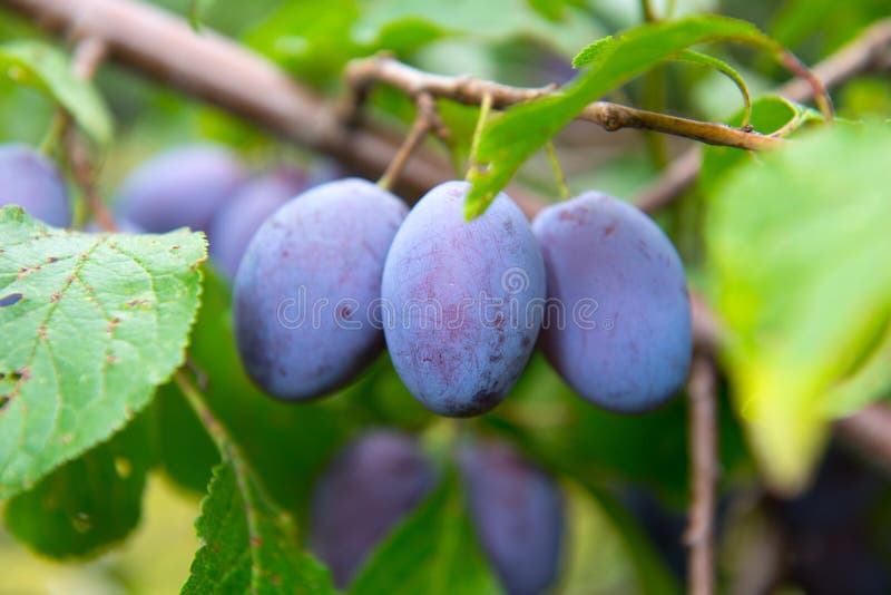 Quetsche sur l'arbre image stock. Image du outdoors, accroissement ...