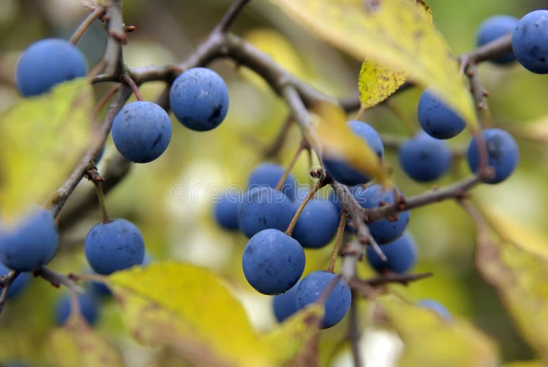 Quetsche sur l'arbre image stock. Image du jardinage, nourriture - 3524373