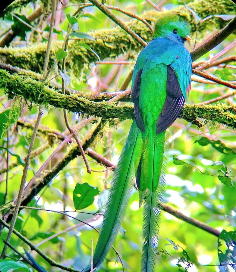 Pluma del quetzal foto de archivo. Imagen de colorido - 34629474