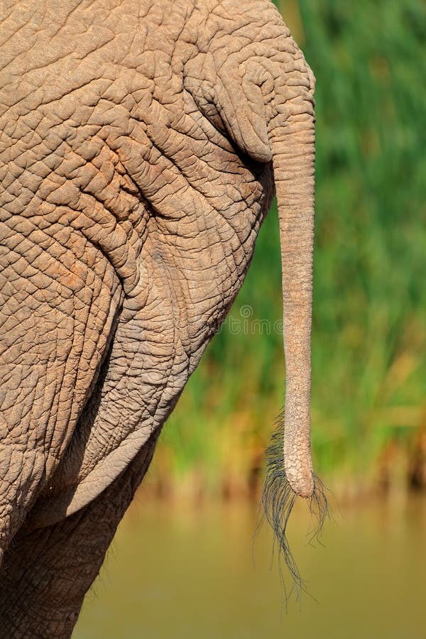 Queue d'éléphant africain photo stock. Image du désert - 55669236