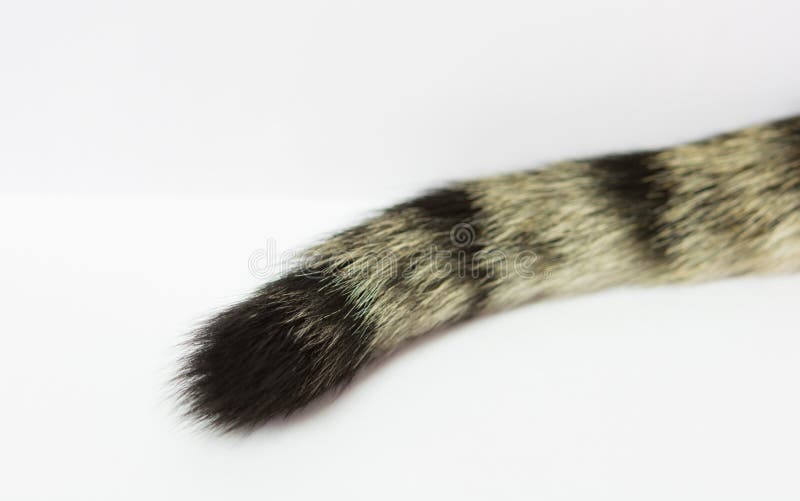 Queue de chat photo stock. Image du maison, bande, clavettes - 70638292