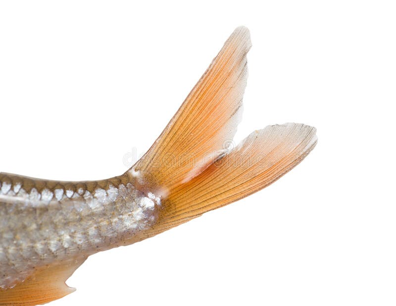 Queue D'un Poisson Sur Un Fond Blanc Image stock - Image du nourriture ...