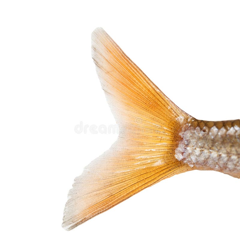 La Queue D'un Poisson Sur Un Fond Blanc Photo stock - Image du fermer ...