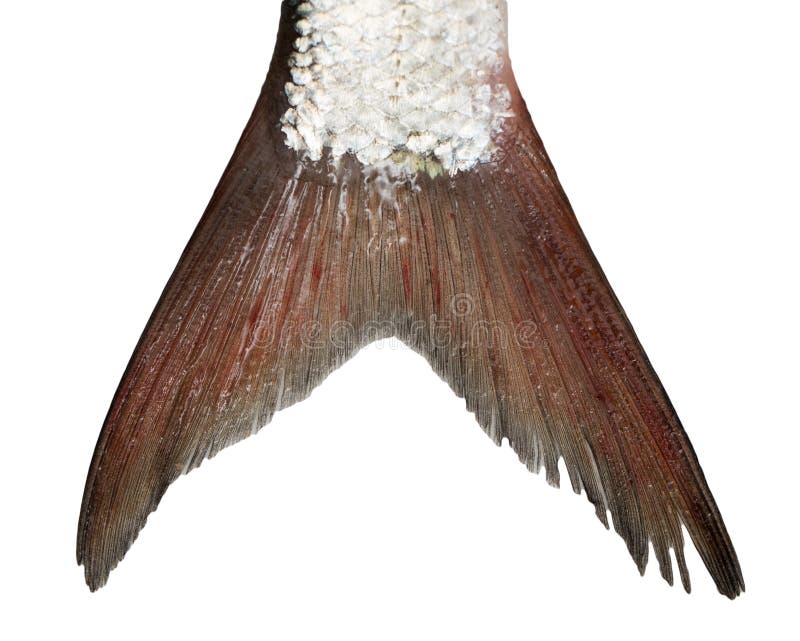 Queue D'un Poisson Sur Un Fond Blanc Photo stock - Image du mouvement ...