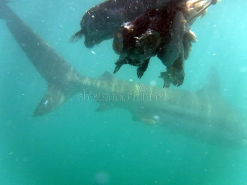 Queue D'un Requin De Cuivre Photo stock - Image of requin, arrière ...