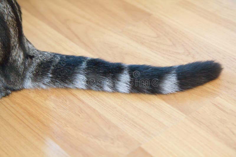 Queue de chat photo stock. Image du maison, bande, clavettes - 70638292