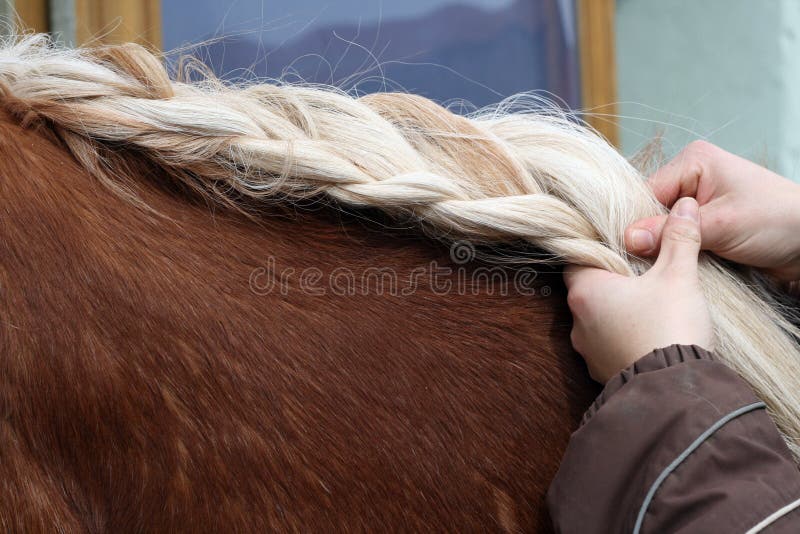 Queue de cheval, photo stock. Image du tresse, équitation - 13847164