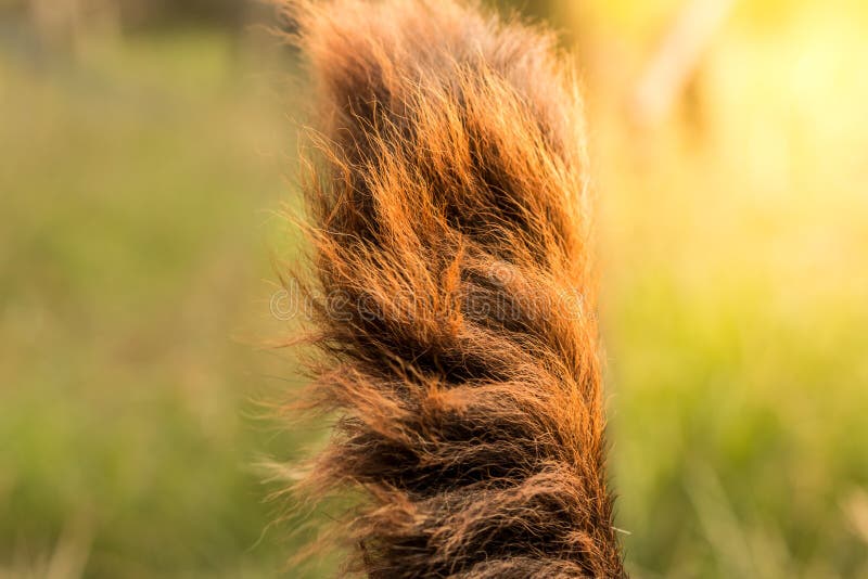 Queue de chien photo stock. Image du mignon, cheveu, nature - 84166624