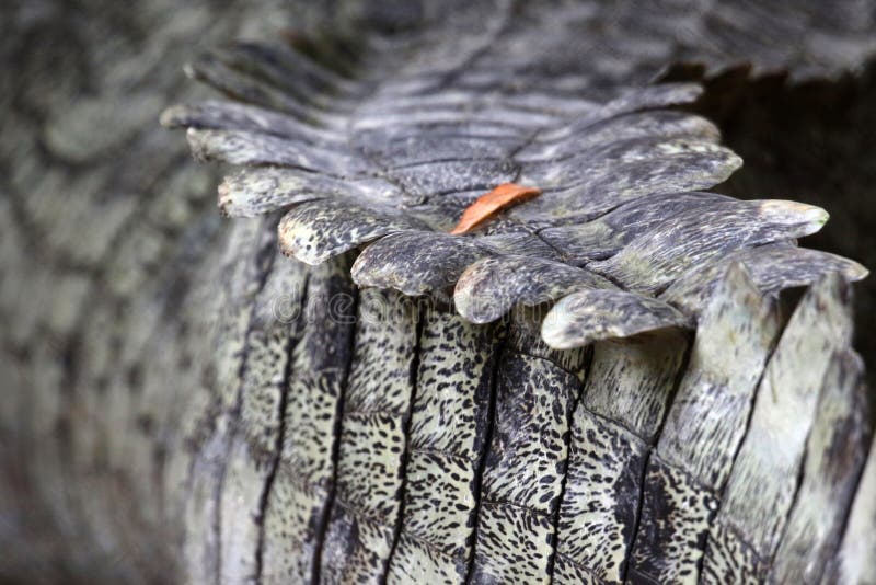 Fond de queue de crocodile image stock. Image du animal - 35131811