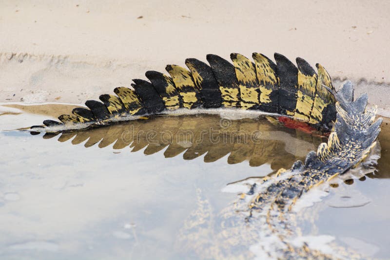 Queue de crocodile image stock. Image du arrière, libre - 73163503