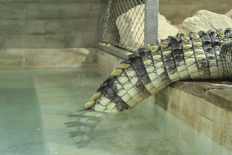 Queue De Crocodile D'eau De Mer Photo stock - Image du prédateur ...