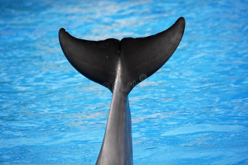 Queue de dauphin photo stock. Image du arrière, attraction - 105942054