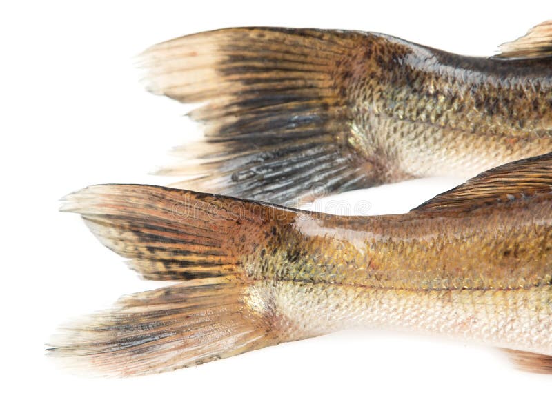 Queue De Poisson Sur Fond Blanc Photo stock - Image du éclat, poissons ...