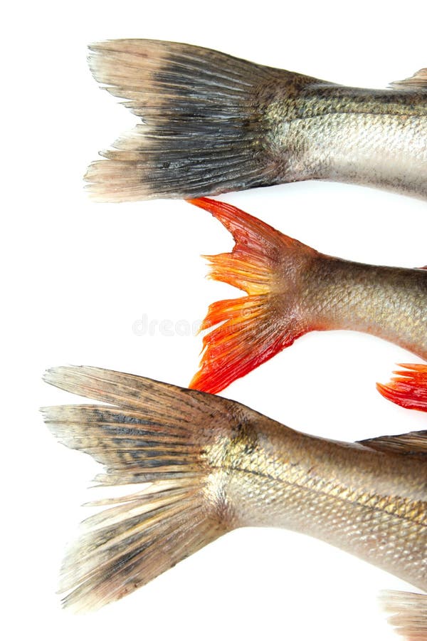 Queues de poissons photo stock. Image du plaque, dorado - 36000350