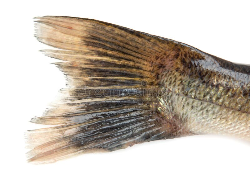 Queues de poissons image stock. Image du madère, portugal - 36596115