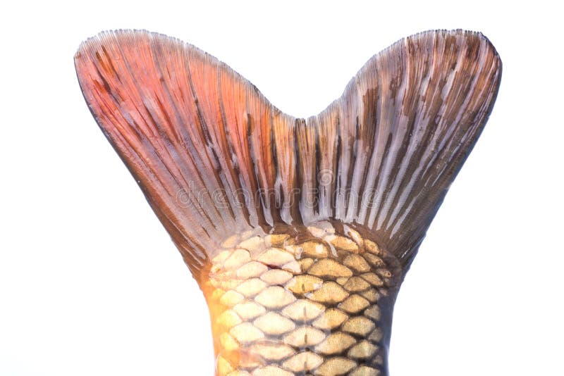 Carpe de poissons photo stock. Image du ailette, horizontal - 54022994