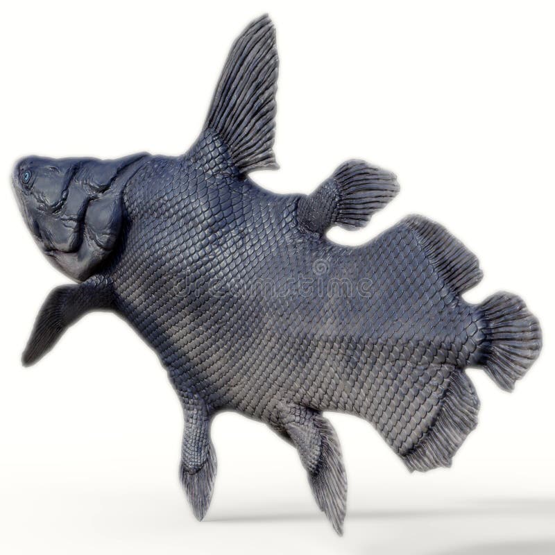 Queue De Poissons De Mawsonia Photo stock - Image du isolement ...