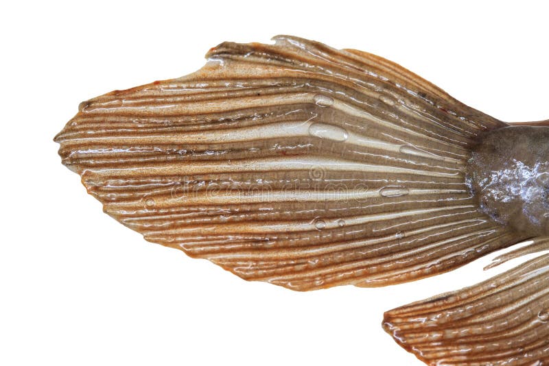 Queue Des Poissons D'Arowana Image stock - Image du affermage, nature ...