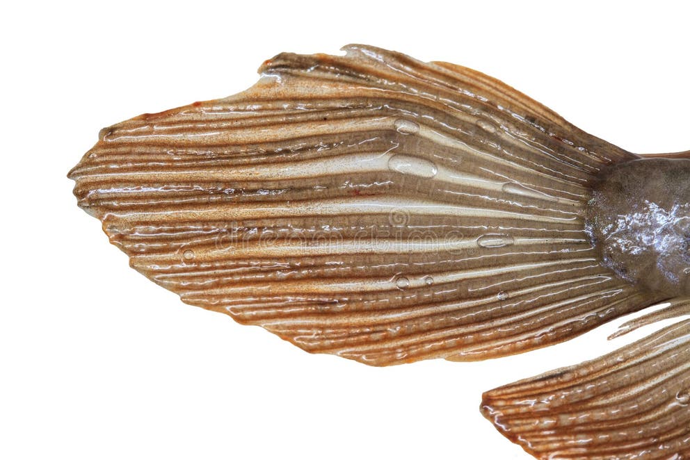 Queue Des Poissons D'Arowana Image stock - Image du affermage, nature ...