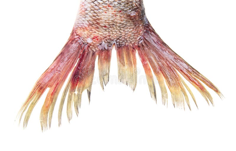 Queue Des Poissons D'isolement Sur Le Fond Blanc Photo stock - Image du ...