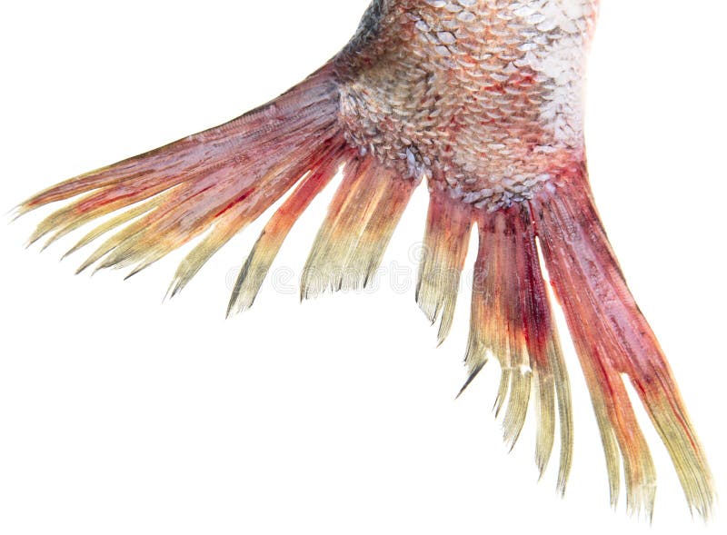 Poissons De Queue D'isolement Sur Le Fond Blanc Image stock - Image du ...