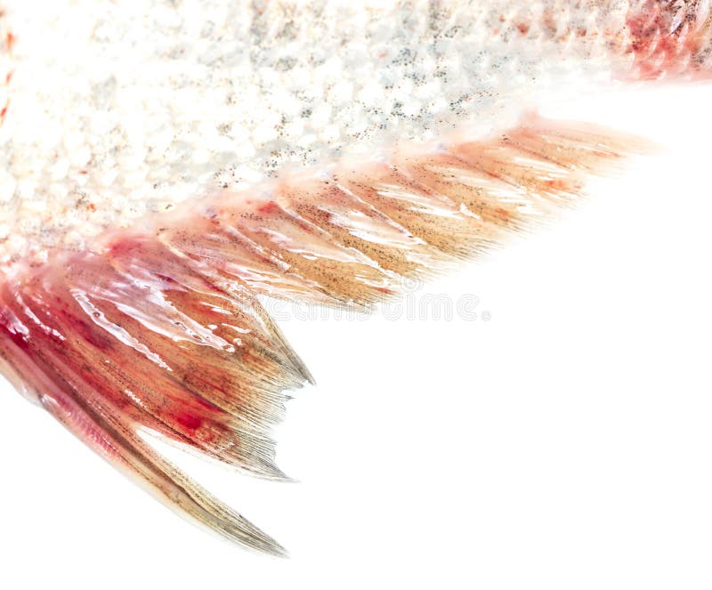 Queue Des Poissons D'isolement Sur Le Fond Blanc Photo stock - Image du ...