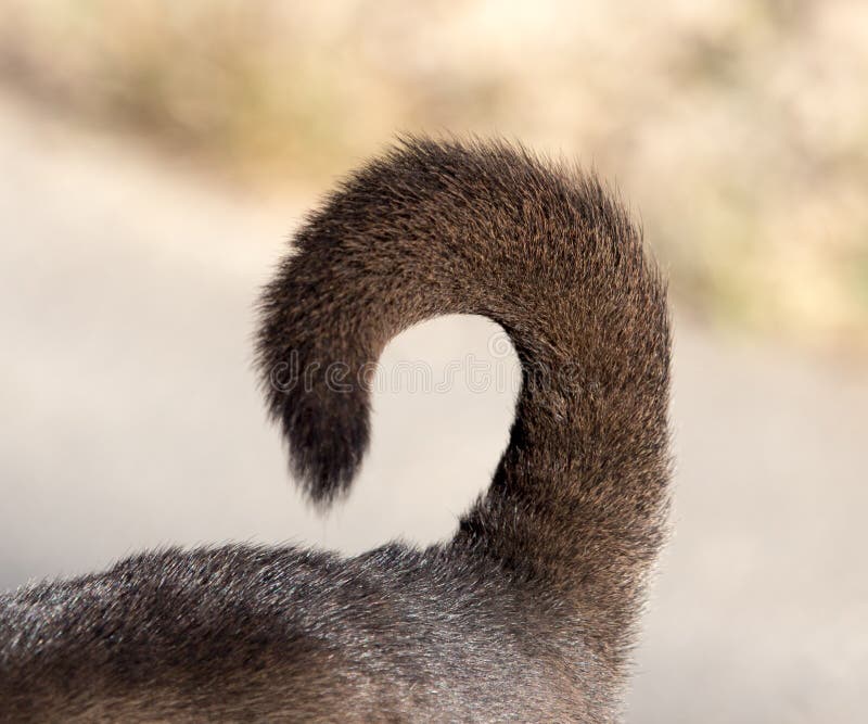 Queue Du ` S De Chien En Nature Photo stock - Image du crabots, cheveu ...