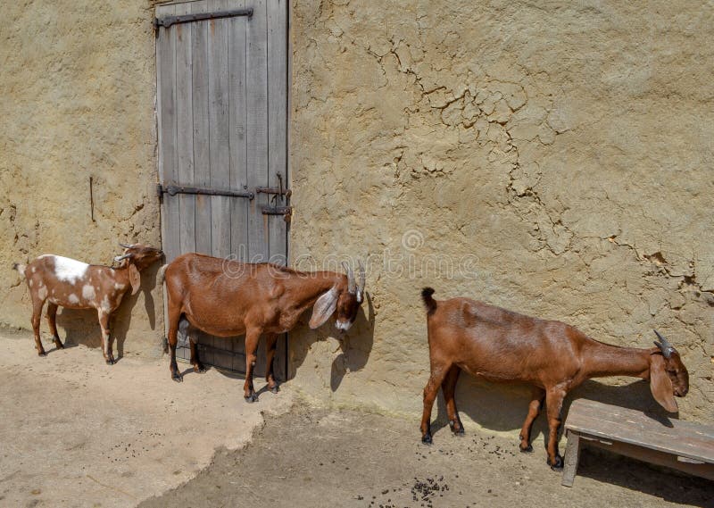 Queue of goats stock image. Image of queuing, animals - 107192813