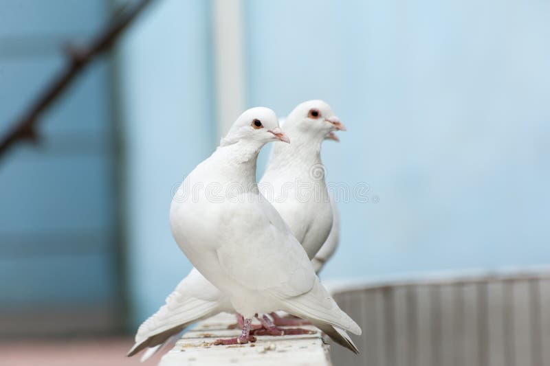 Queue white dove stock photo. Image of line, love, freedom - 38391040