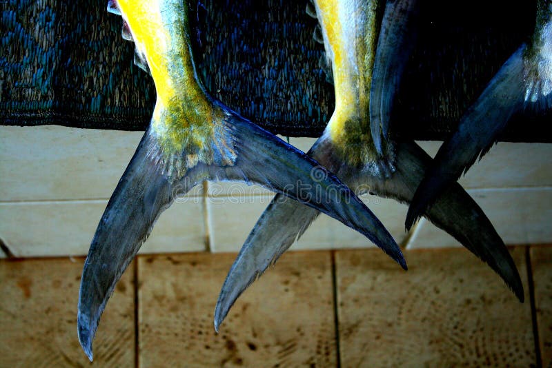 Queues de poissons image stock. Image du gaine, madeira - 36596115