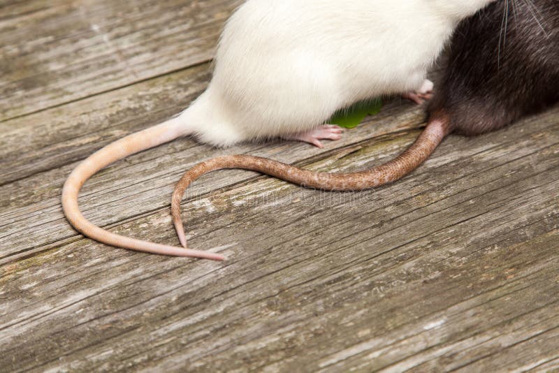 Queues Des Rats Sur Une Table En Bois Image stock - Image du drôle ...
