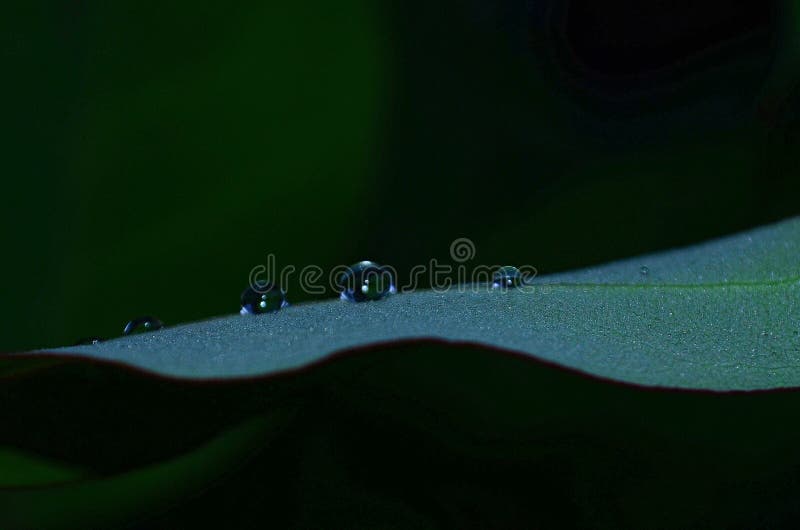 Queuing Dew Stock Photos - Free & Royalty-Free Stock Photos from Dreamstime