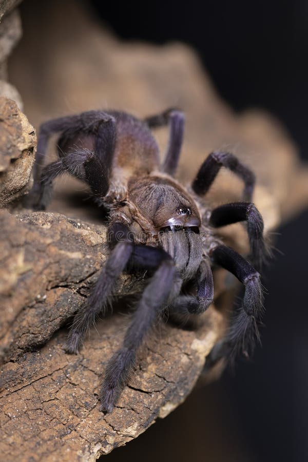 Quezon Blue Earth Tiger Tarantula Stock Photo - Image of resting ...