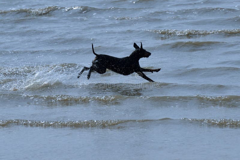 Quick dog stock image. Image of water, black, germany - 25481429